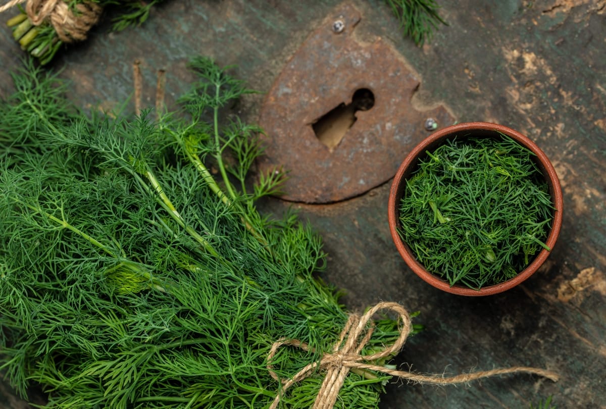 Waarom vinden we de frisheid van dille lekker? | Souvy